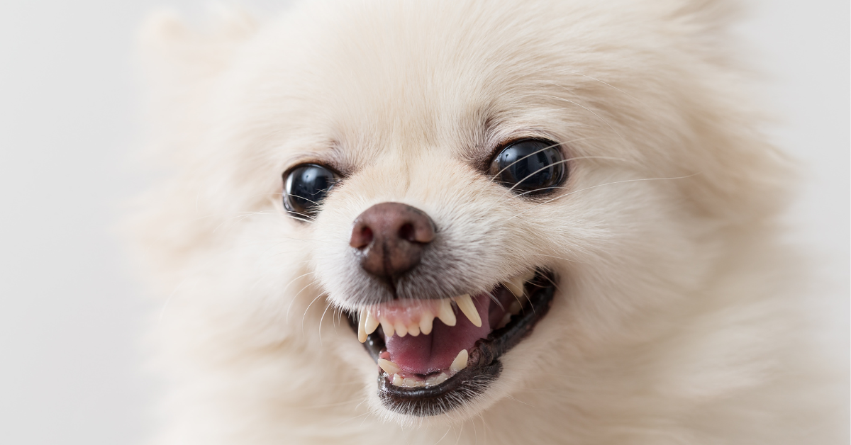 Why Does My Dog Growl At Other Dogs? - Dog Behaviourist - Liberty K9 ...